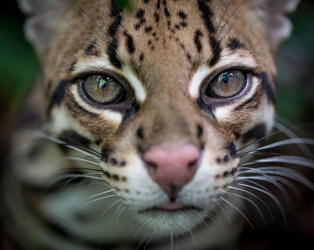 KIDS FIRST! Jury Blog » Blog Archive » Wildcat * Inspiring Documentary ...